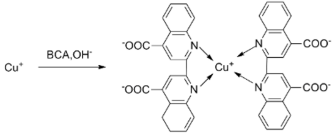 点成分享 | 蛋白质浓度测定之BCA法 - 知乎