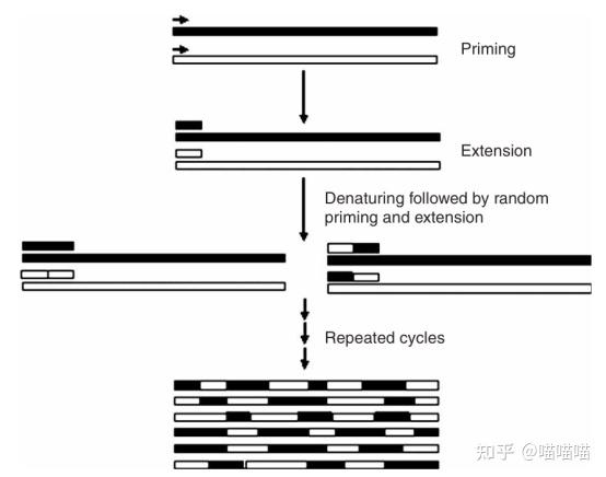 交错延伸(stagger extension process, StEP)PCR技术介绍 - 知乎