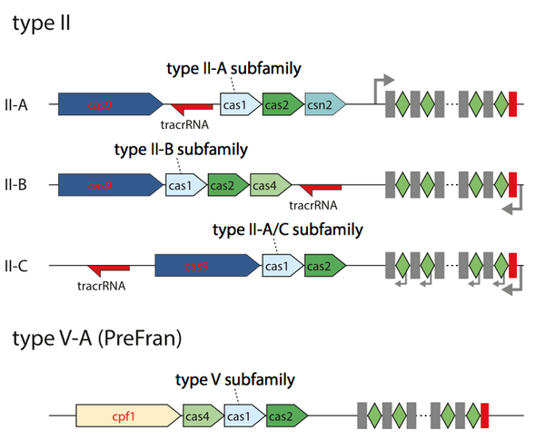 详解CRISPR/Cas系统与其应用 - 知乎