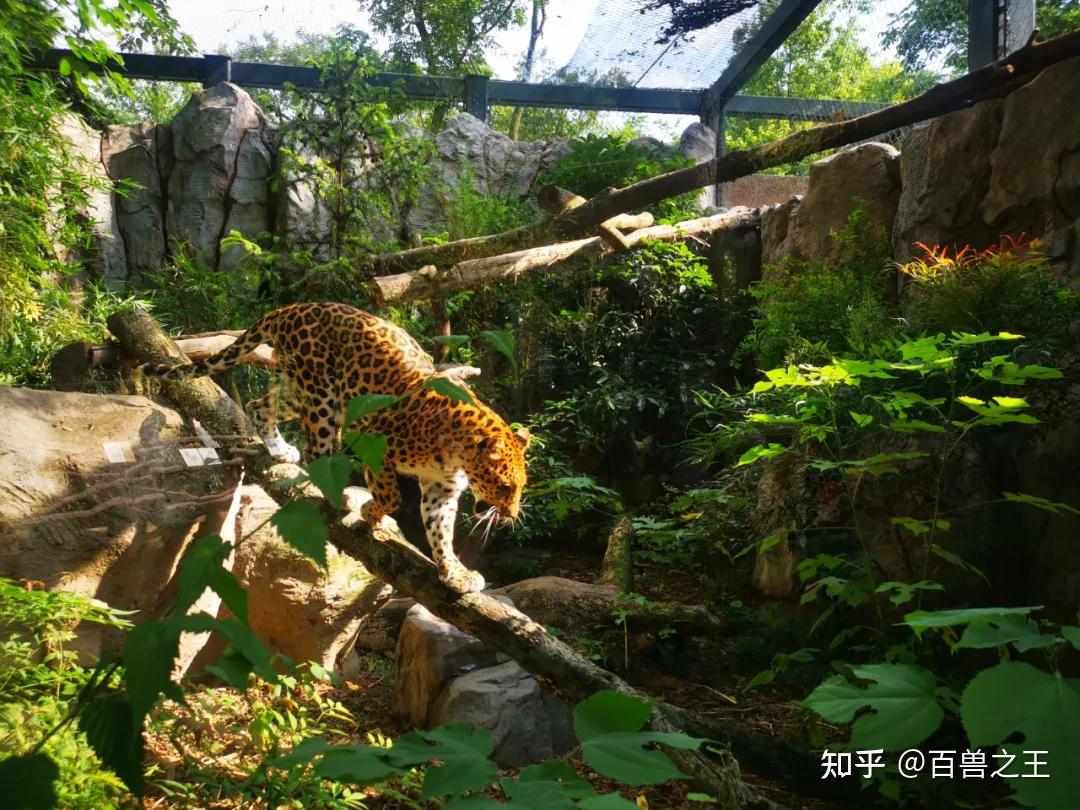 入围Zoolex | 这个场馆与动物一起生长和呼吸 - 知乎