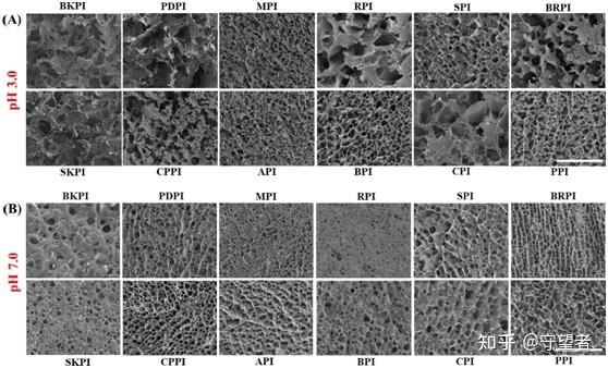Food Research International：比较研究12 种豆类蛋白质热诱导凝胶特性的差异 - 知乎