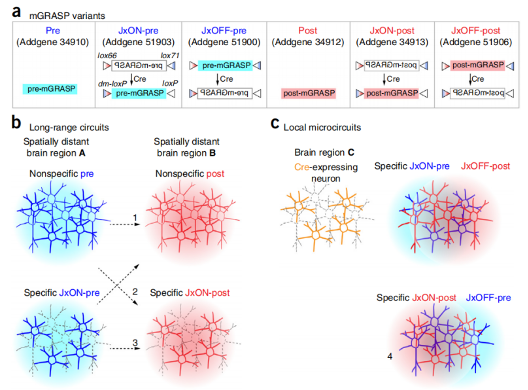 小布解读 | GRASP—标记活体神经系统突触连接 - 知乎