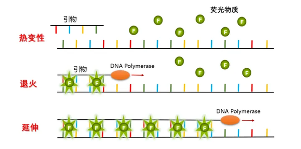 快速获取基因拷贝数与表达水平差异—实时荧光定量PCR技术(Quantitative Real-time PCR，qRt-PCR) - 知乎