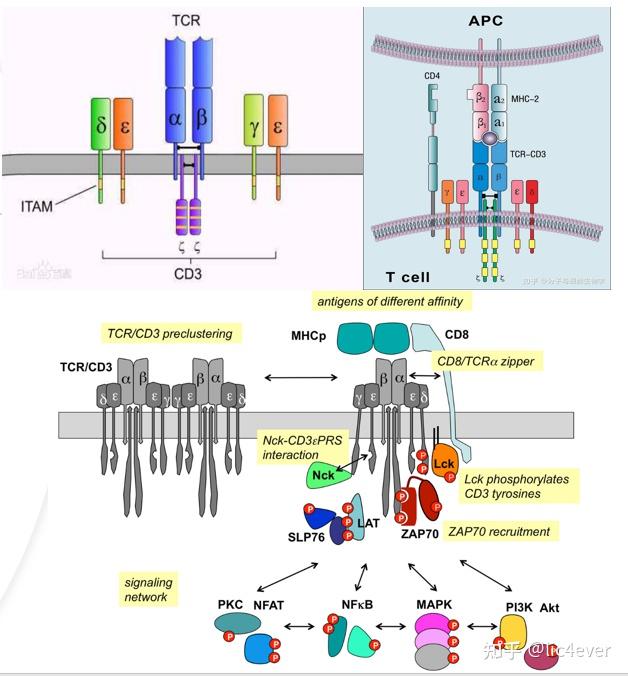CD3/CD28与免疫细胞研究的关系 - 知乎