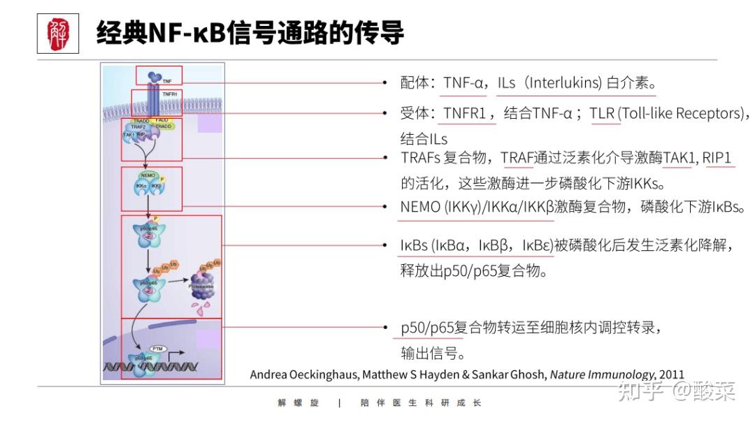 NF-κB通路又有新发现，医学研究必须看懂的信号通路 - 知乎