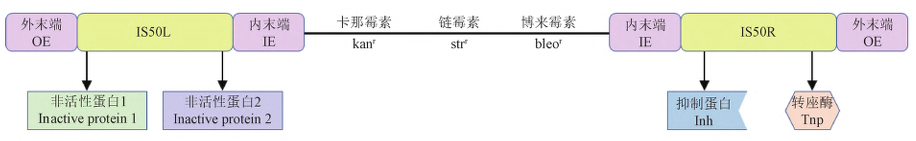 “Tn5”转座原理和应用 - 知乎