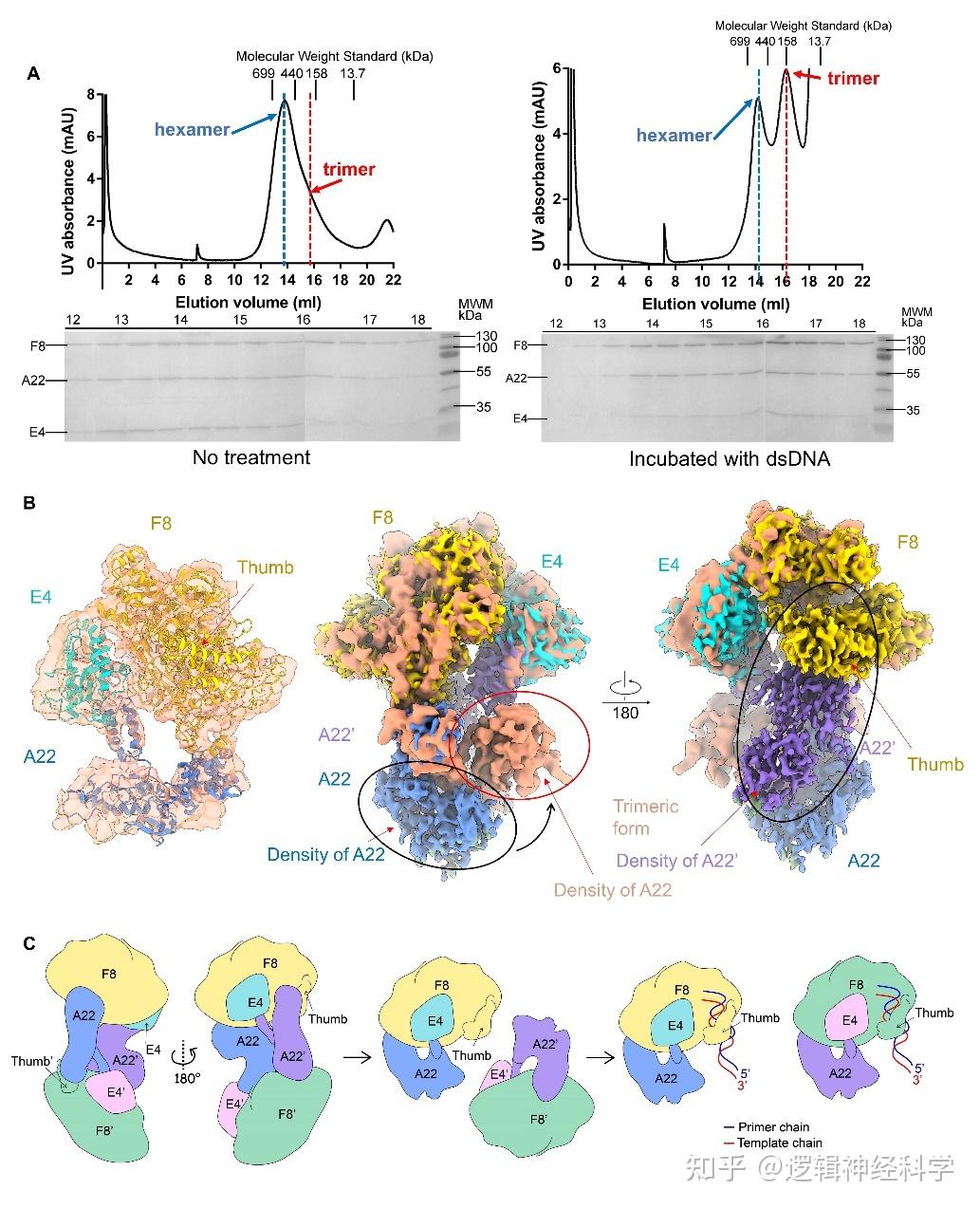 Sci Adv︱南方科技大学鄢仁鸿团队揭示猴痘病毒变异株DNA聚合酶全酶结构组装及其工作的分子机制 - 知乎