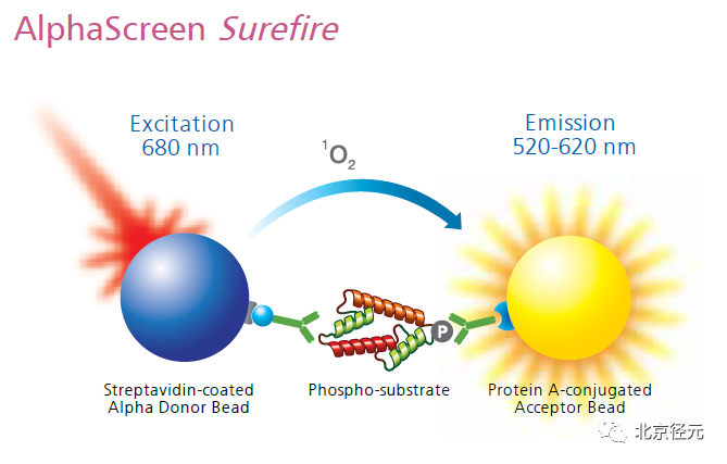 读懂Alpha均相检测技术|高通量筛选利器 - 知乎