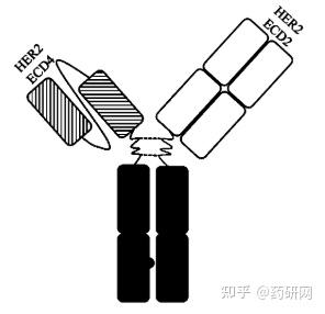 2022年HER2 ADC营收发布，HER2靶向药如何破局 - 知乎