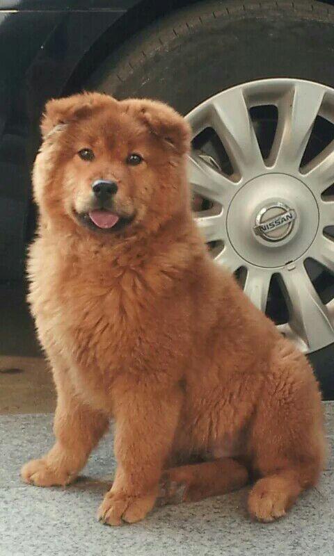 中国本土犬种都有哪些？ - 知乎