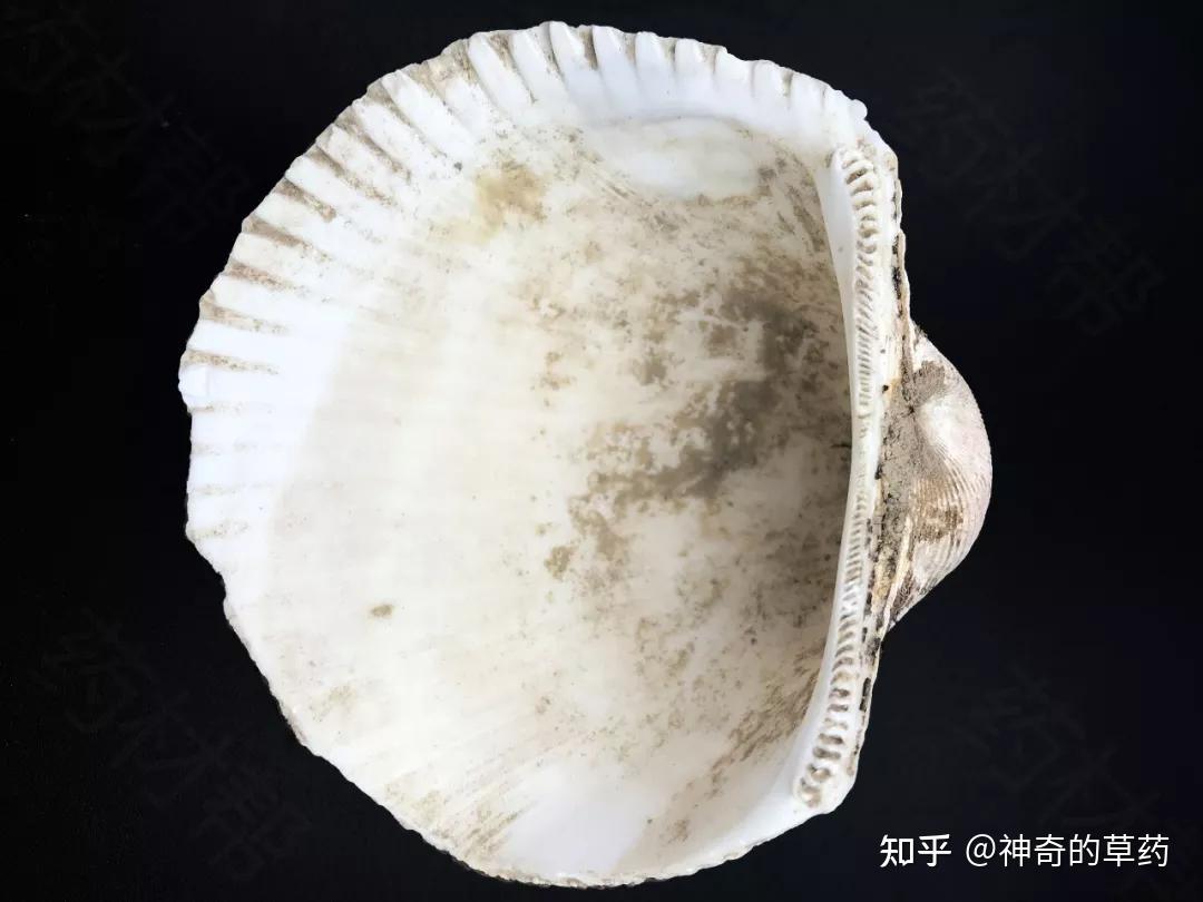 8种贝壳类中药材，高清大图赏析（甲香、石决明、牡蛎、珍珠...） - 知乎