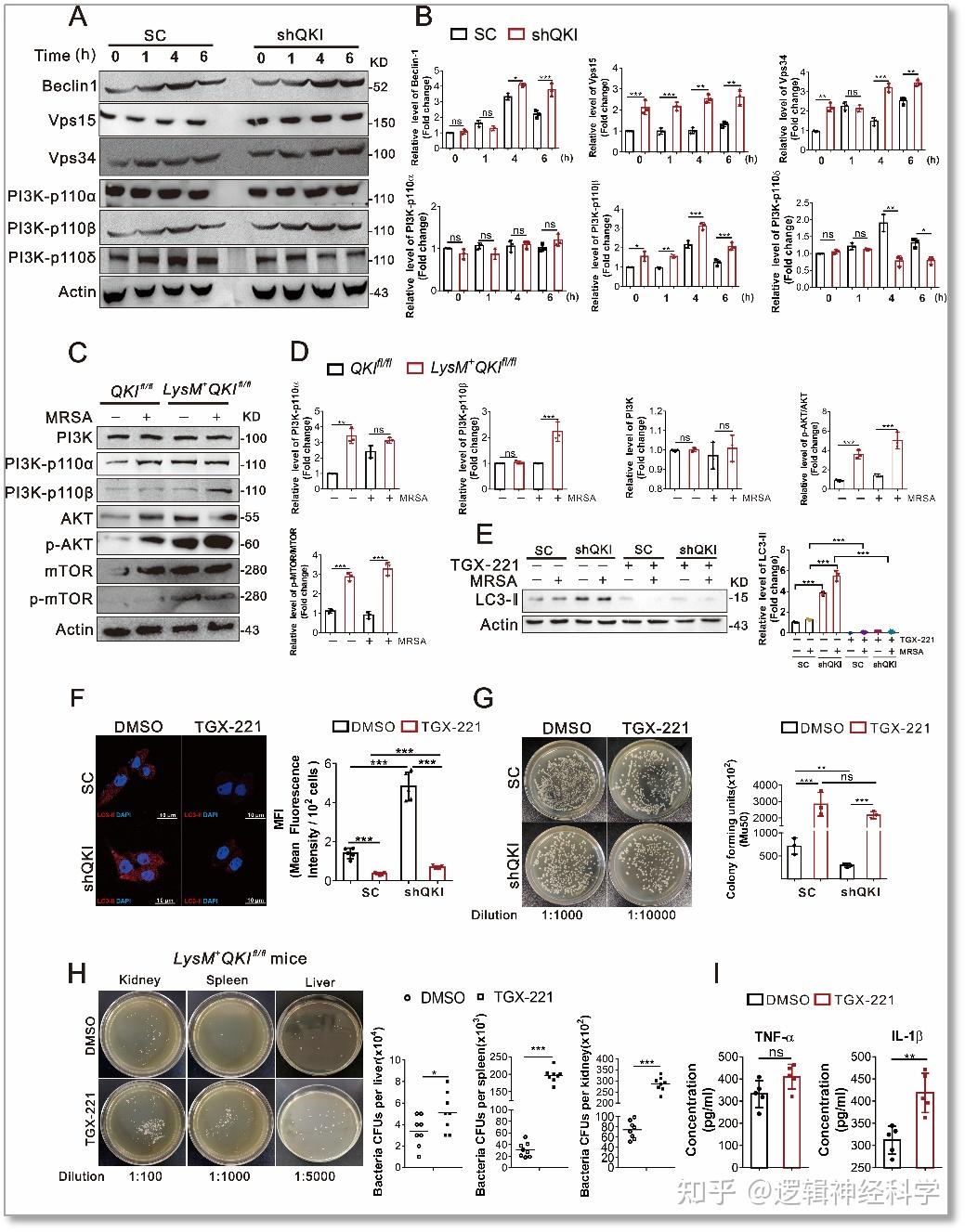 Cell Biosci︱空军军医大学汪莉/卢兹凡团队发现RNA结合蛋白QKI有望成为治疗耐甲氧西林金黄色葡萄球菌感染的新靶点 - 知乎
