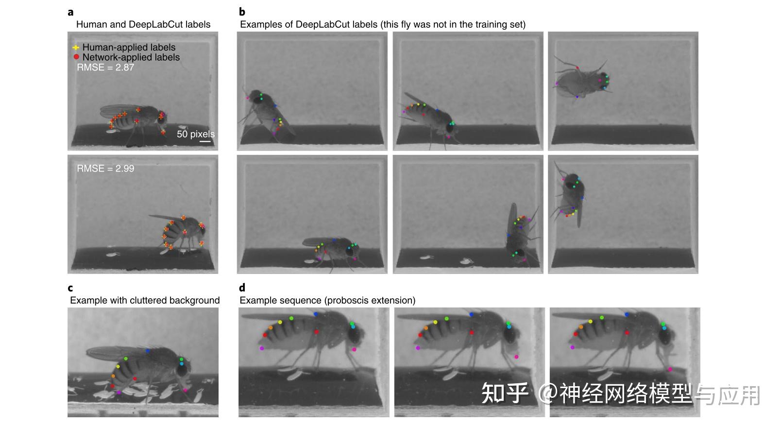 DeepLabCut：markerless pose estimation of user-defined body parts with deep learning(论文研读) - 知乎