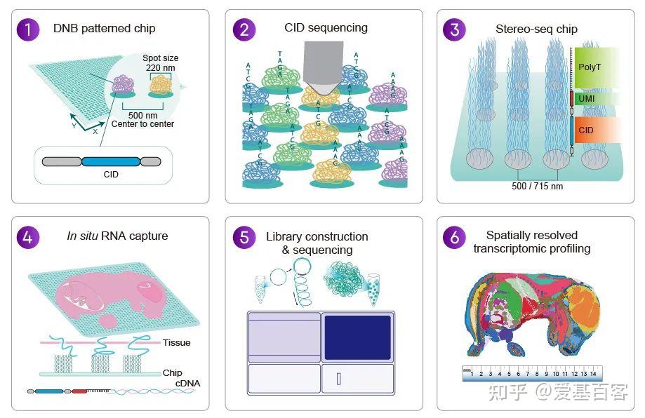 空间转录组 | 华大时空stereo-seq技术原理 - 知乎