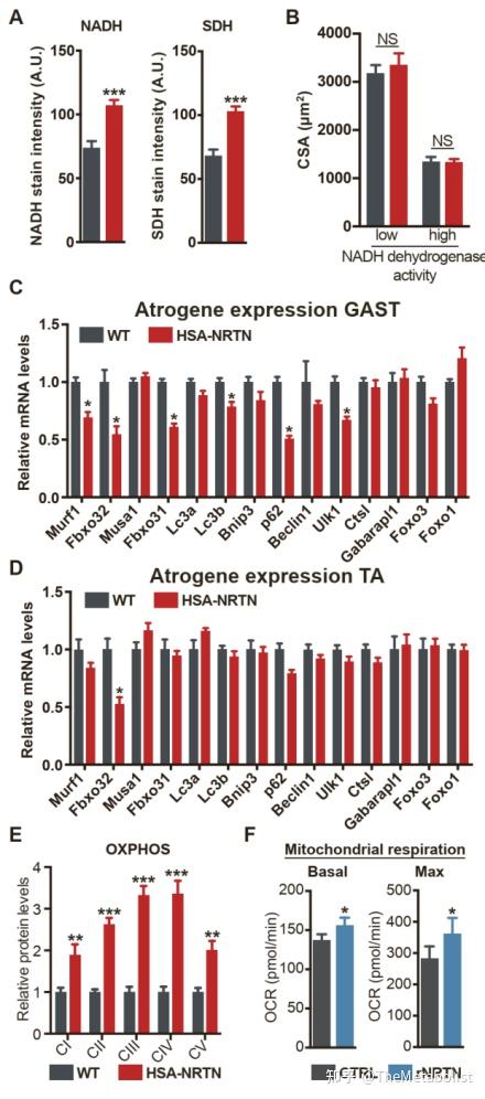 代谢学人--Cell Metabolism：红娘NRTN牵线肌肉-神经“慢-慢”人生路 - 知乎
