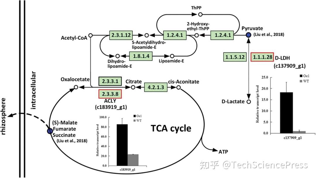 【PHYTON编辑推荐】南京农业大学陈发棣教授团队在菊花研究上取得新进展丨TSP文章精选 - 知乎