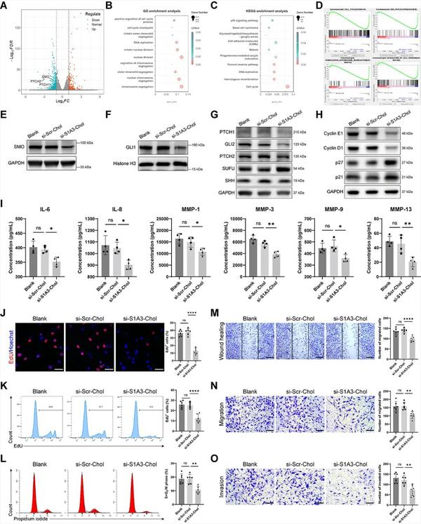 Mol Ther-Nucl Acids︱黄建林/巫林平团队揭示靶向Hedgehog通路化学修饰siRNA有望治疗类风湿关节炎 - 知乎