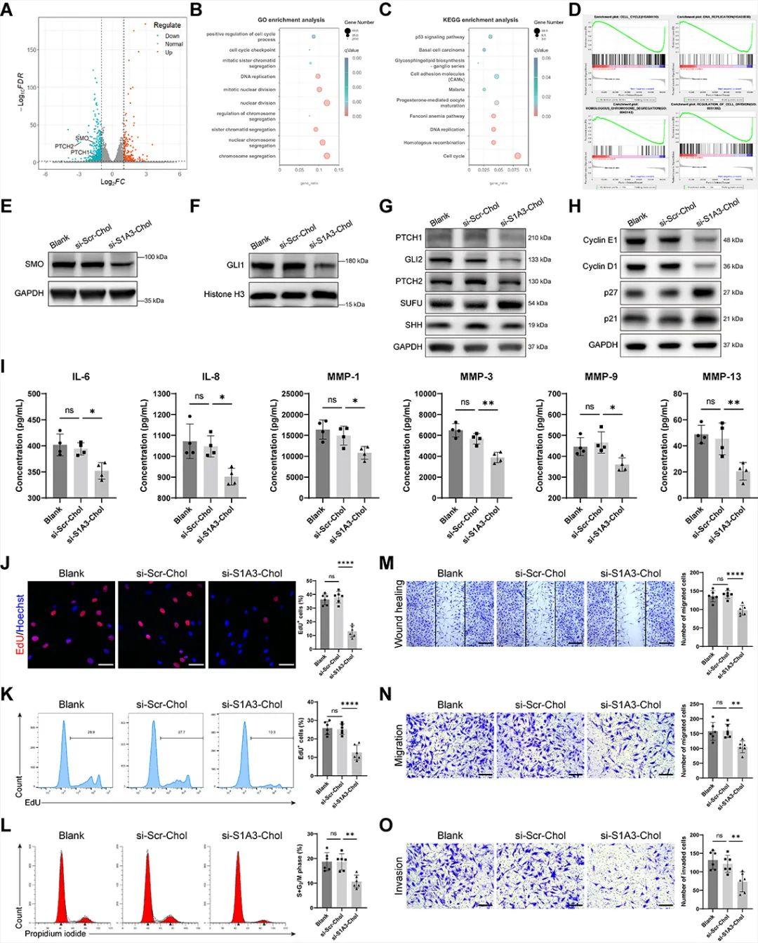 Mol Ther-Nucl Acids︱黄建林/巫林平团队揭示靶向Hedgehog通路化学修饰siRNA有望治疗类风湿关节炎 - 知乎