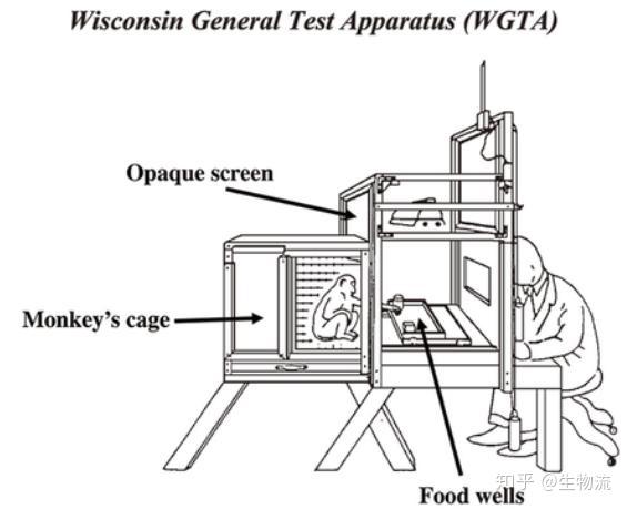 你的熟悉感，源自于嗅皮质 - 知乎