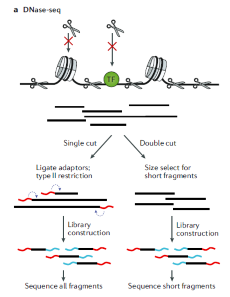 一文读懂表观遗传学研究利器——ATAC-seq技术及应用丨深度长文 - 知乎