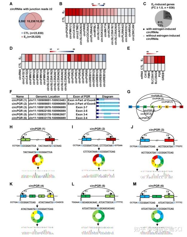 可研生物文献精读：雌激素诱导的circRNA通过调节细胞周期相关基因来促进乳腺癌细胞的生长 - 知乎