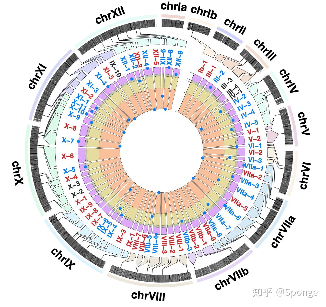 SDbioinfo-数据可视化1-Circos图及R实现 - 知乎