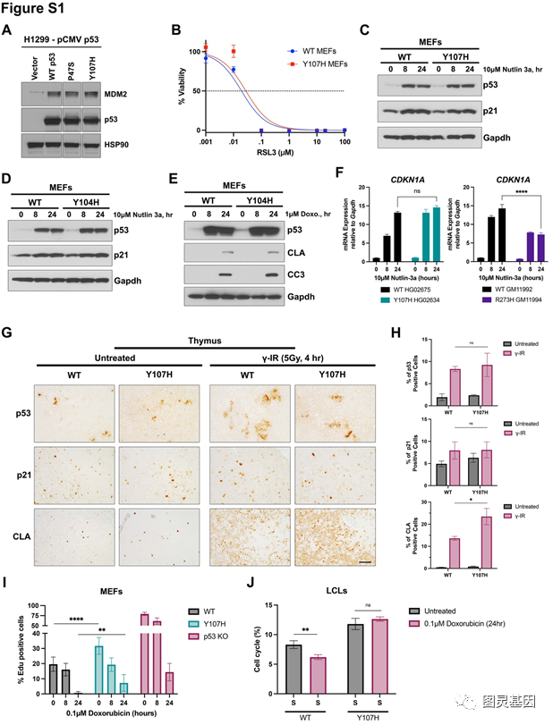 Can Dis | 发现p53触发免疫功能杀死肿瘤新机制 - 知乎