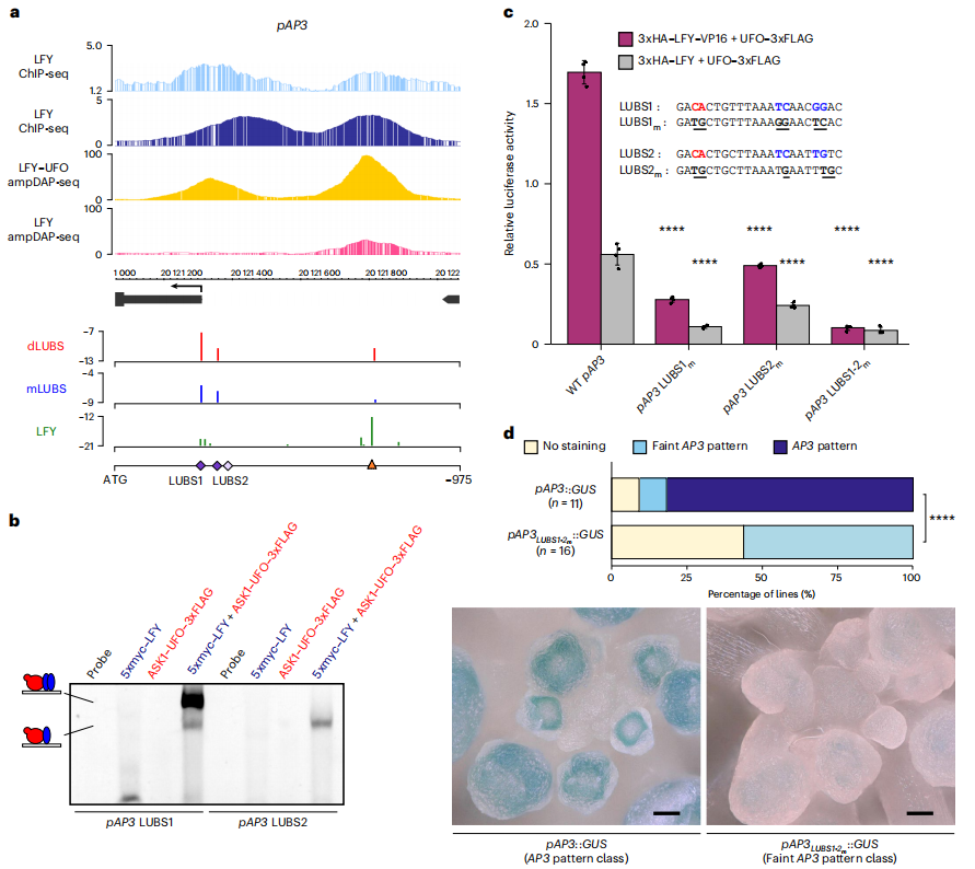 Nature Plants | 花器官发育调控密码：F-box蛋白调控转录因子DNA结合特异性 - 知乎