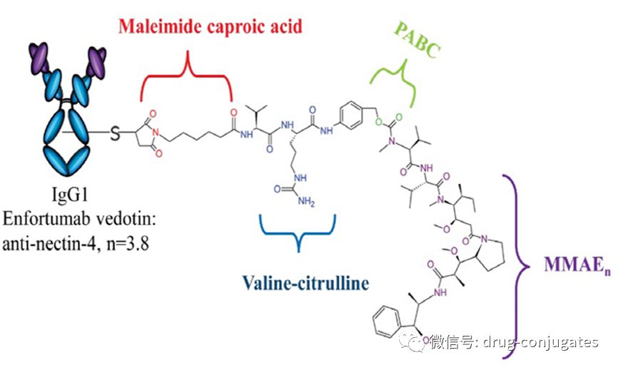 Nectin-4 ADC药物Enfortumab Vedotin(Padcev）全球专利布局 - 知乎