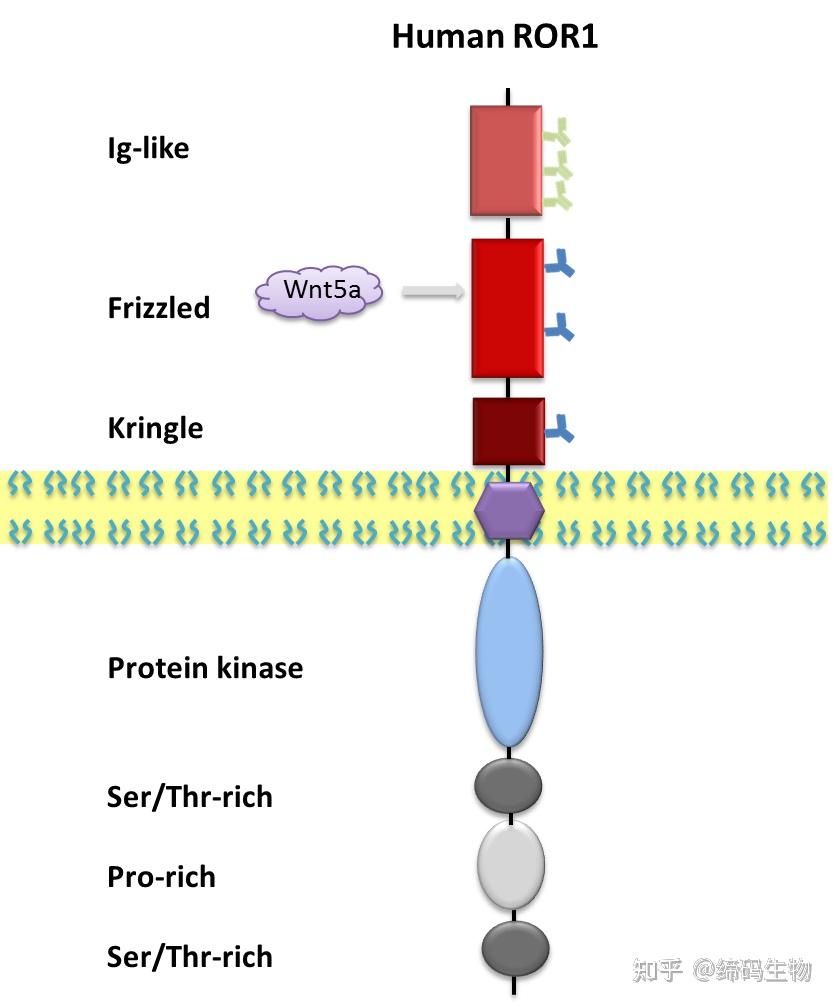 肿瘤免疫靶点 | ROR1 - 知乎