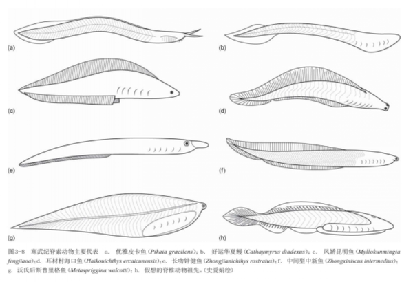 头足纲小传（28）寒海谜团：Nectocaris，内克虾/内耶克虫科 - 知乎