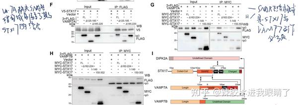 DIPK2A promotes STX17- and VAMP7-mediated autophagosome-lysosome fusion ...