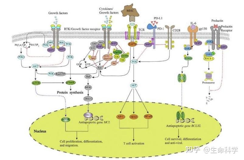 SHP2是生长因子和免疫检查点信号通路的重要调节因子 - 知乎