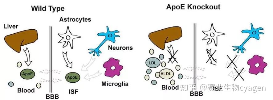 Apoe基因敲除小鼠 - 知乎