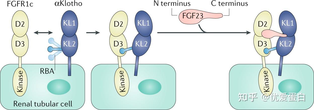 Klotho/FGF23轴：慢性肾脏病心肾交互作用的新机制与治疗前景 - 知乎