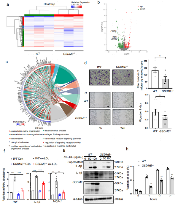 项目文章 | 单细胞测序揭示GSDME介导的细胞焦亡促进动脉粥样硬化进程 - 知乎