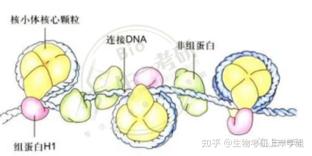 细胞生物学考研 思维导图带背之 细胞核(上）——染色质、染色体 - 知乎