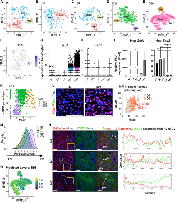 Dev Cell | 单细胞转录组学对出生后肝脏发育和成熟的时序性分析 - 知乎