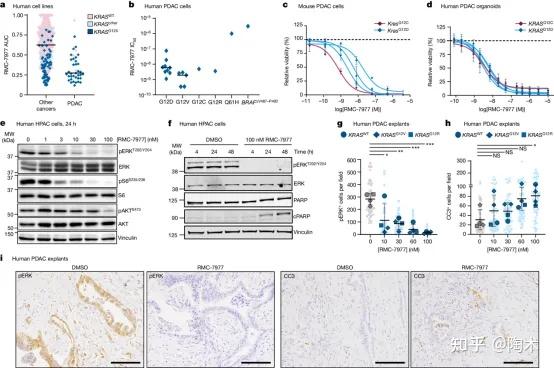 靶向原癌蛋白KRAS、NRAS和HRAS，RMC-7977疗效显著！ - 知乎
