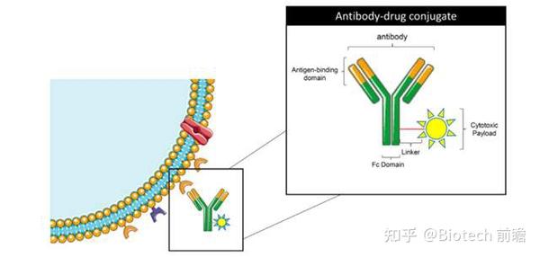 晚期NSCLC|Her2、Her3、Trop-2 靶向治疗进展 - 知乎