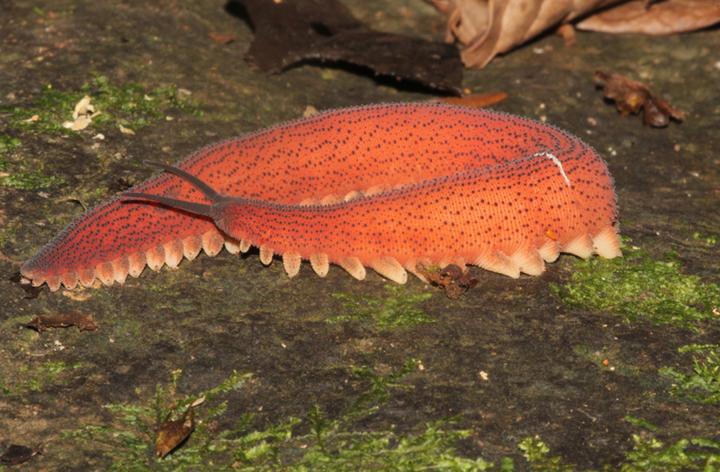 【地球演义】续·漫步者 - 知乎