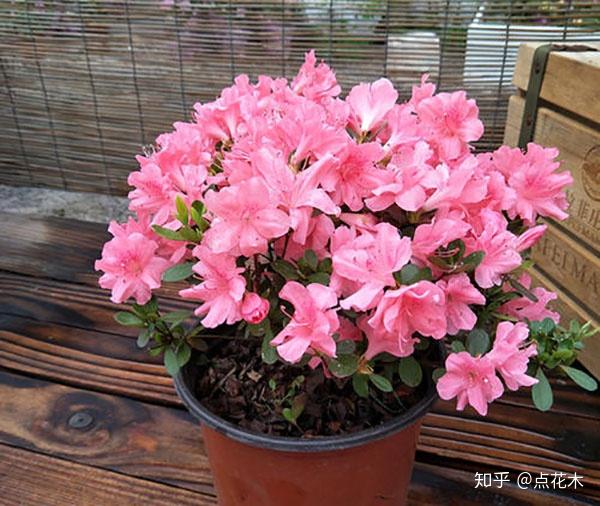 杜鹃花花期养护技巧 - 知乎