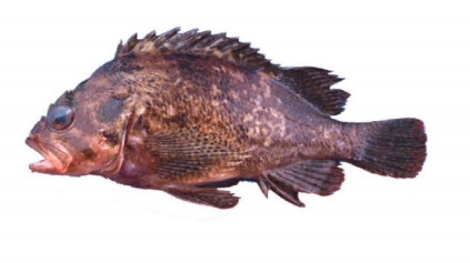 褐菖鲉与朝鲜平鲉（作者：木猫先辈） - 知乎