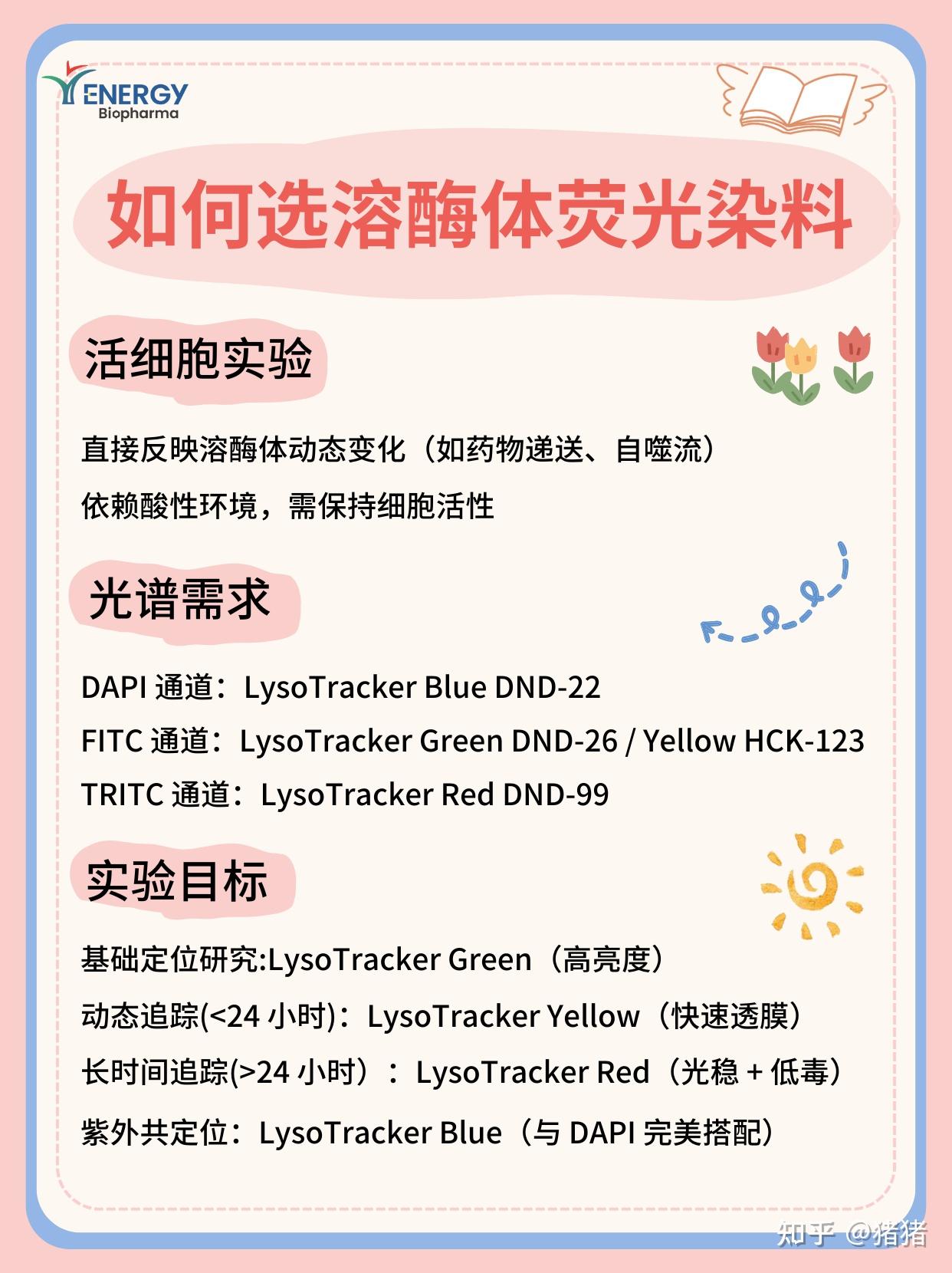 玩转溶酶体 | LysoTracker 四色 CP 教你精准点亮细胞器！ - 知乎