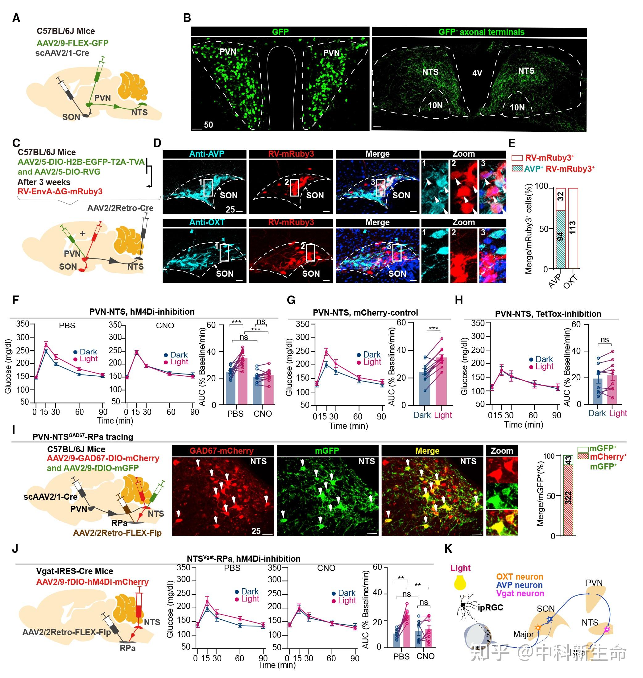 项目文章Cell | 新年开门红！热烈祝贺中科大薛天教授团队发表重要研究成果-光调控代谢新机制 - 知乎