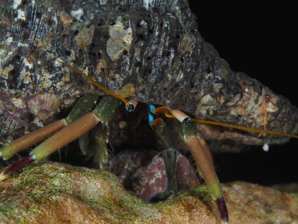 中国海寄居蟹总科图鉴 - 知乎