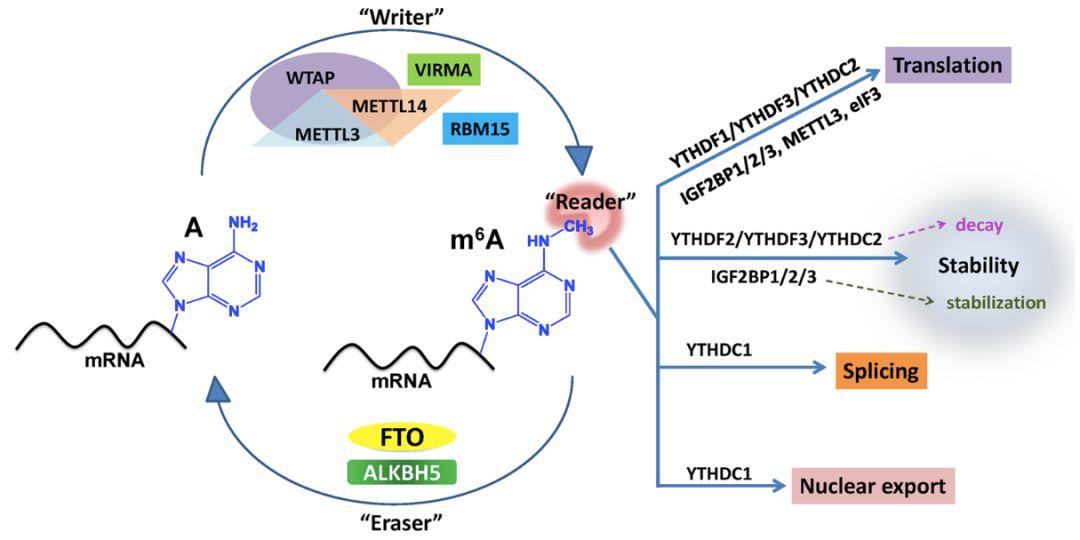 表观研究领军人陈建军最新综述：m6A，癌症治疗新方向？ - 知乎