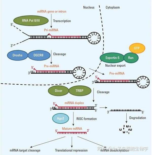 miRNA的功能及其作用机制 - 知乎