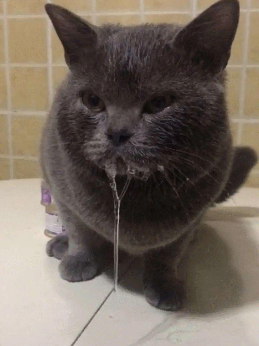 养猫小科普猫咪流口水有什么原因? 知乎