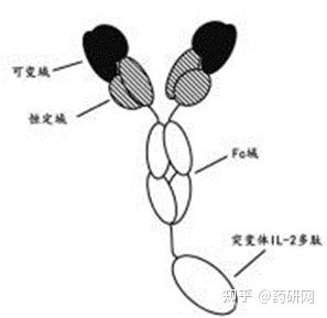 IL-2、IL-15：老靶点重焕青春 - 知乎